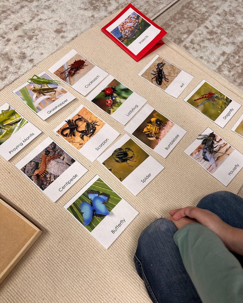 Safari Ltd Toob Insect Nomenclature - Etsy