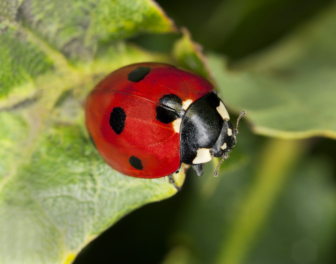 Ladybug Life Cycle Nomenclature - Etsy