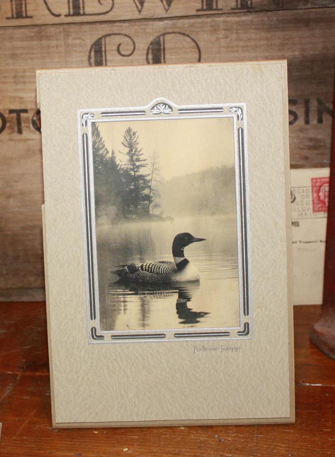 Vintage Common Loon Photography Mounted in Antique 1900's Cabinet Card ...