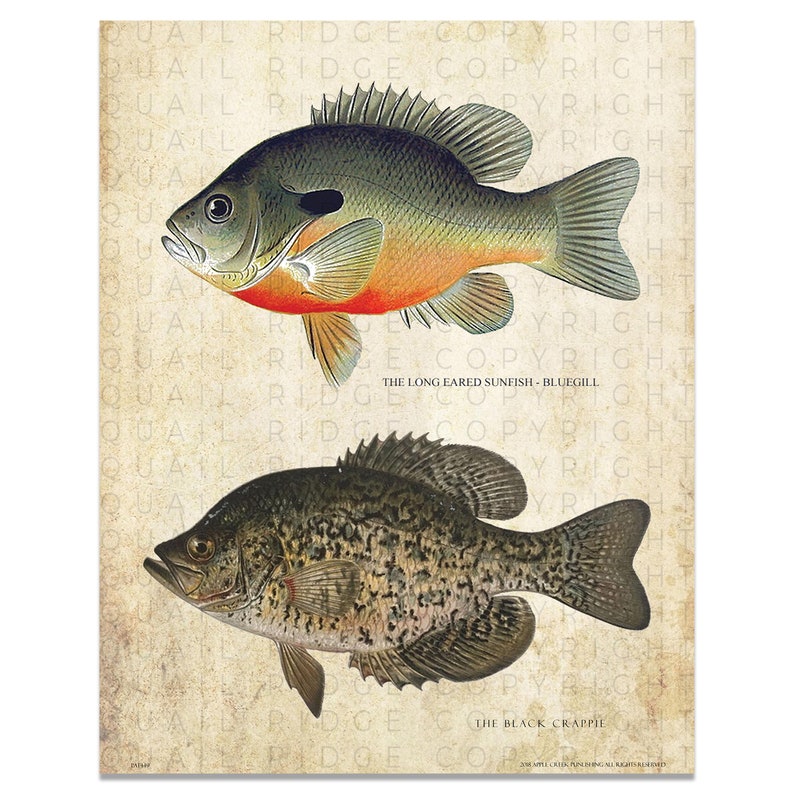 Vintage Crappie Bluegill Fish Art Print: Unframed Lake House Decor - Etsy