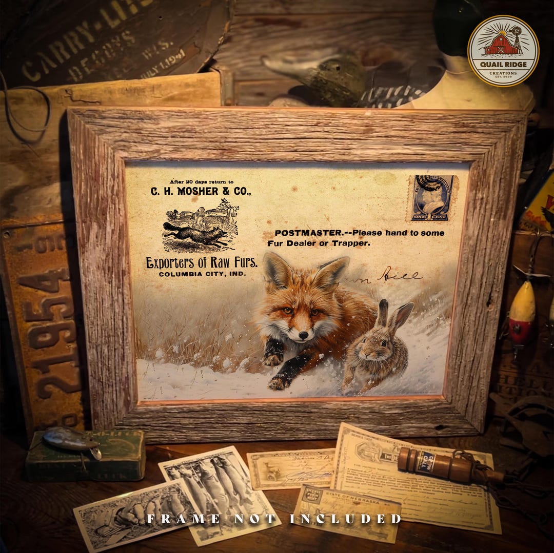 Vintage Red Fox Trapping Art Print: Cabin Wall Decor (11x14 Unframed ...