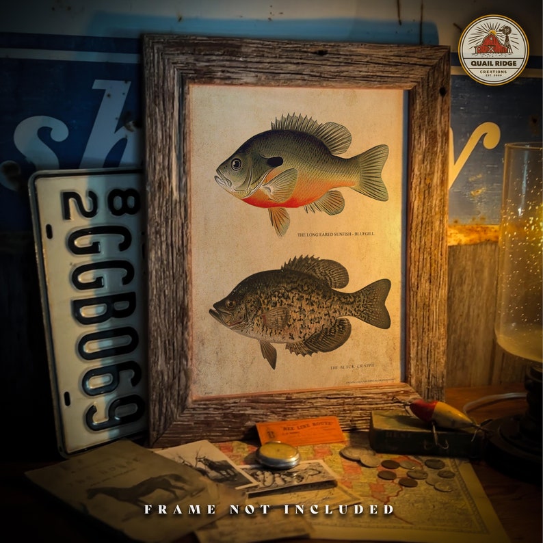 Vintage Crappie Bluegill Fish Art Print: Unframed Lake House Decor - Etsy