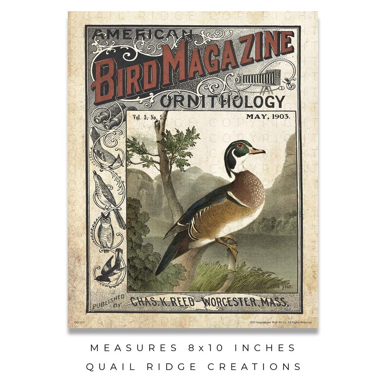 Vintage Bird Magazine Cover Art Print: Wood Duck Illustration (8x10 ...