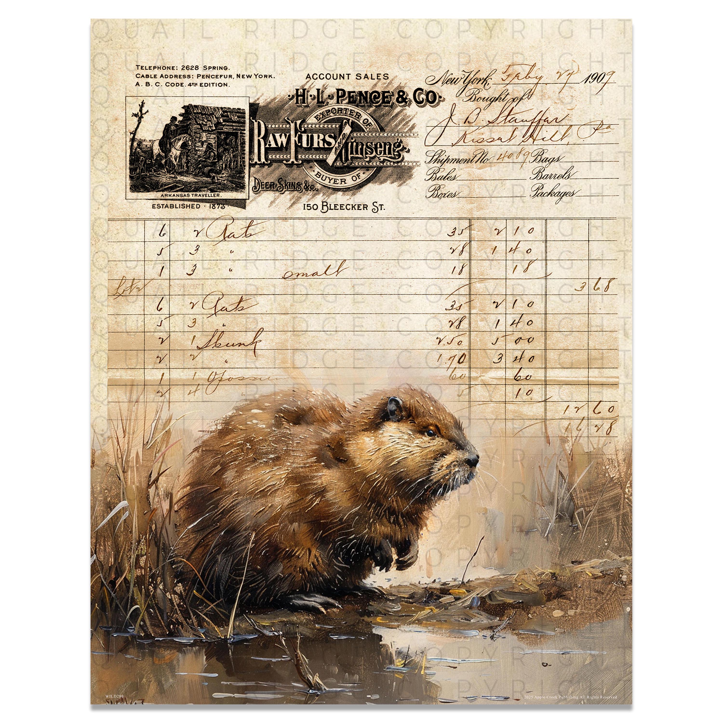 Vintage Muskrat Trapping Invoice Art Print: Cabin Wall Decor (11x14 ...