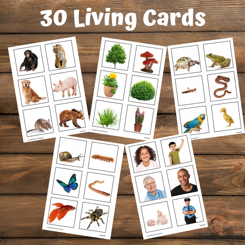 Living and Nonliving Sort, Preschool, Homeschool, Preschool Science ...