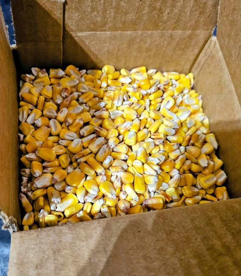Dried Whole Kernel Corn in A Box – Free Shipping. - Etsy