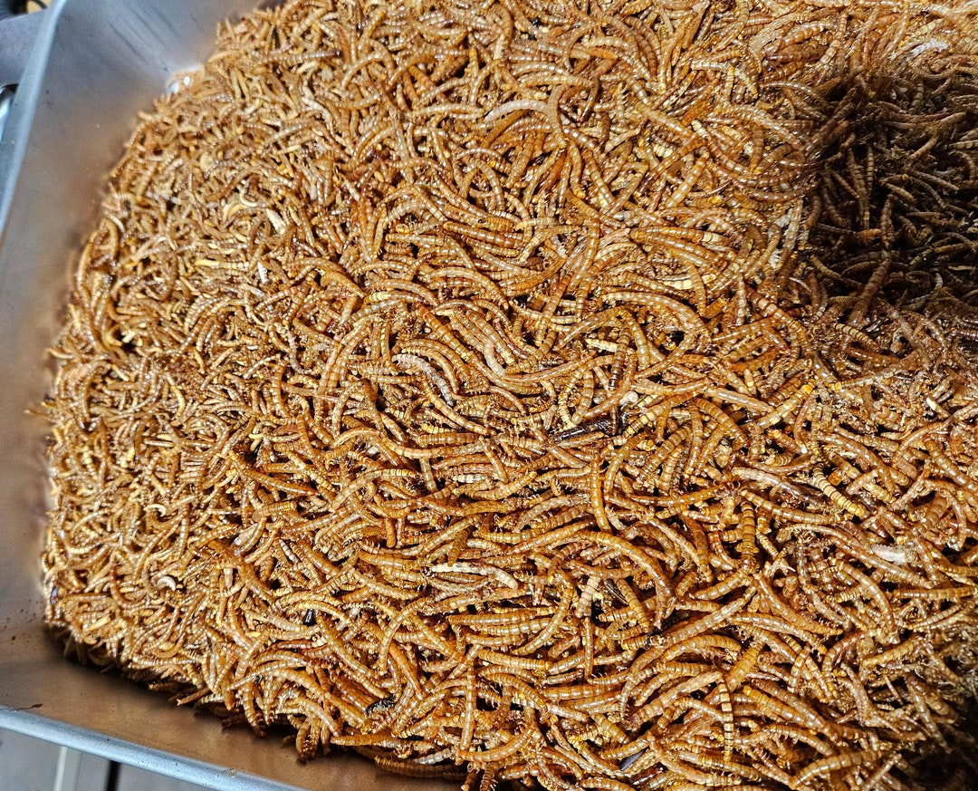 High-protein Dried Mealworms, Nutritious Pet Food (resealable Bag ...