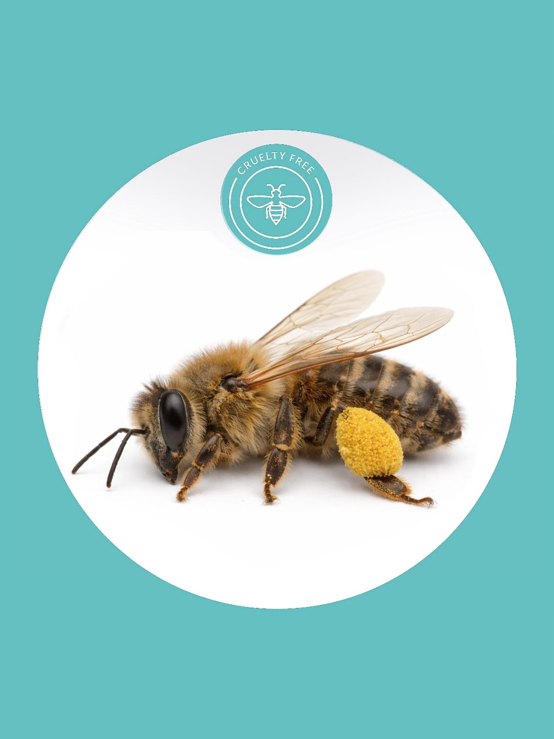 Ethically Sourced Rare Bee Speciments, Queen Cells for Taxidermy and ...