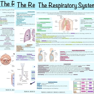The Respiratory System- Study Guide - Etsy