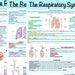 The Respiratory System- Study Guide - Etsy