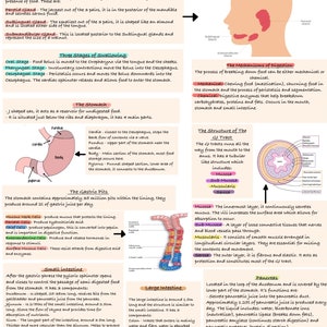 The Digestive System - Study Notes - Etsy