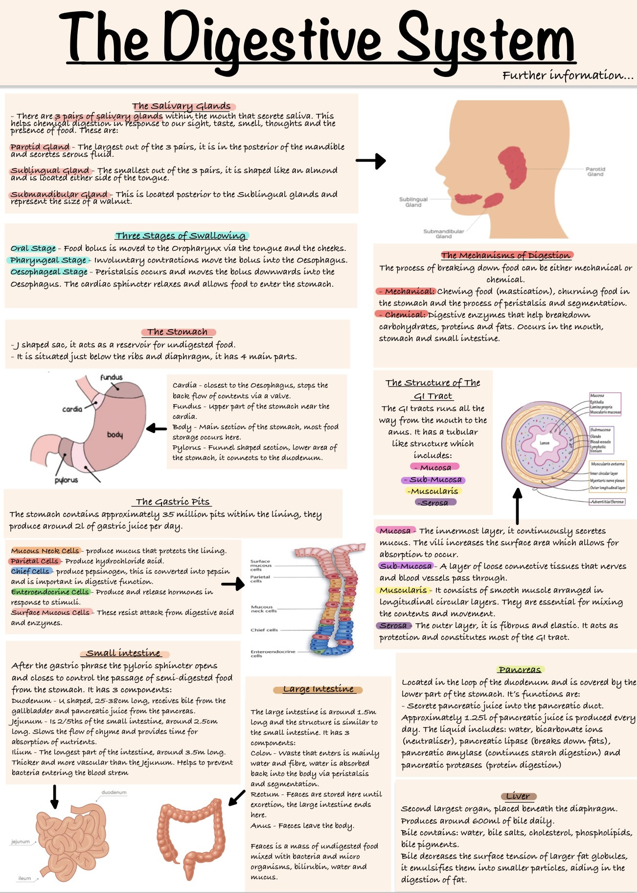 The Digestive System - Study Notes - Etsy