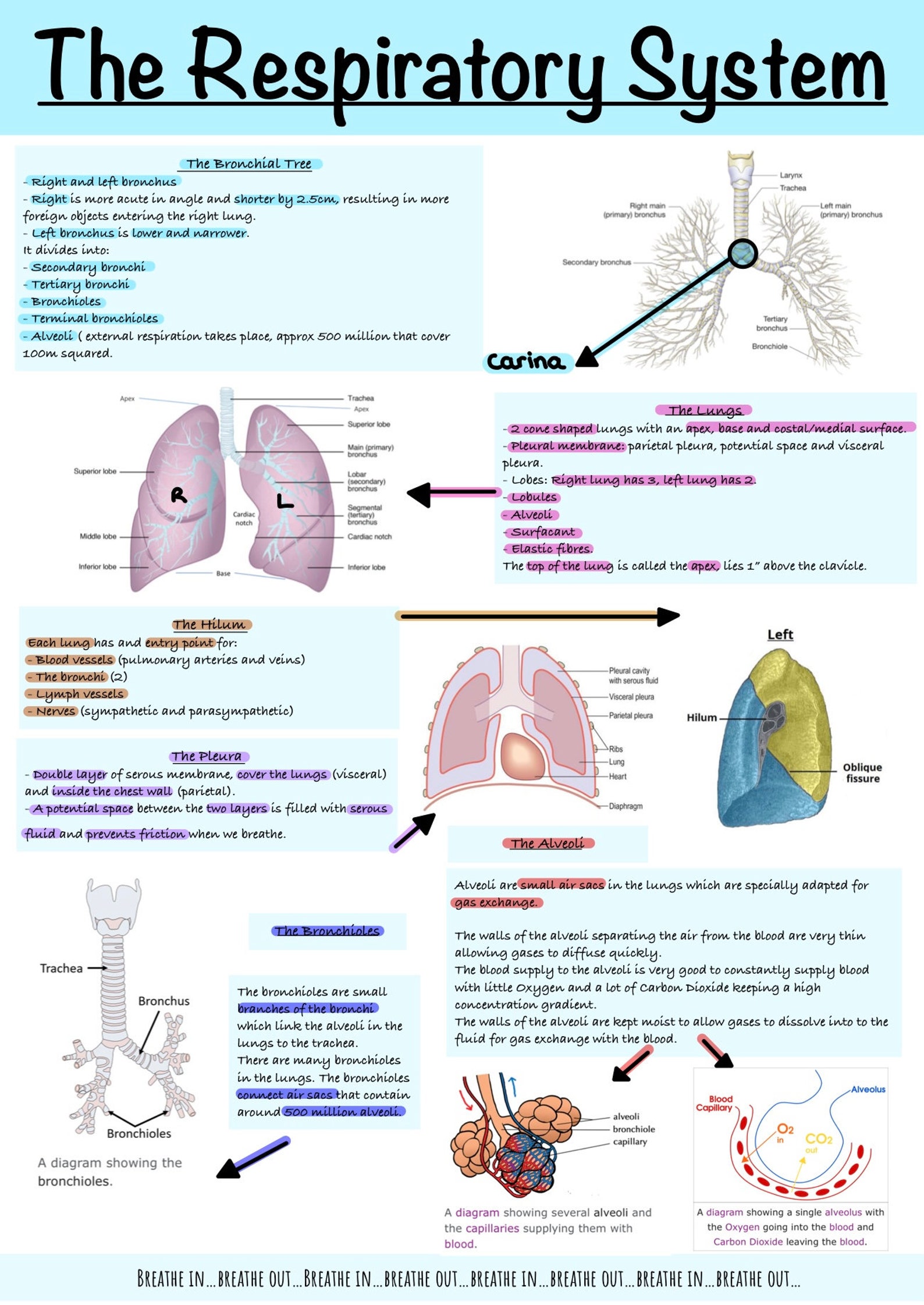 The Respiratory System- Study Guide - Etsy