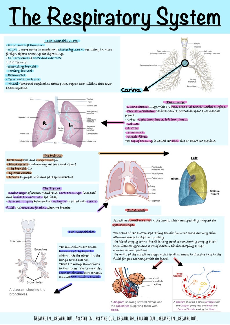 The Respiratory System- Study Guide - Etsy