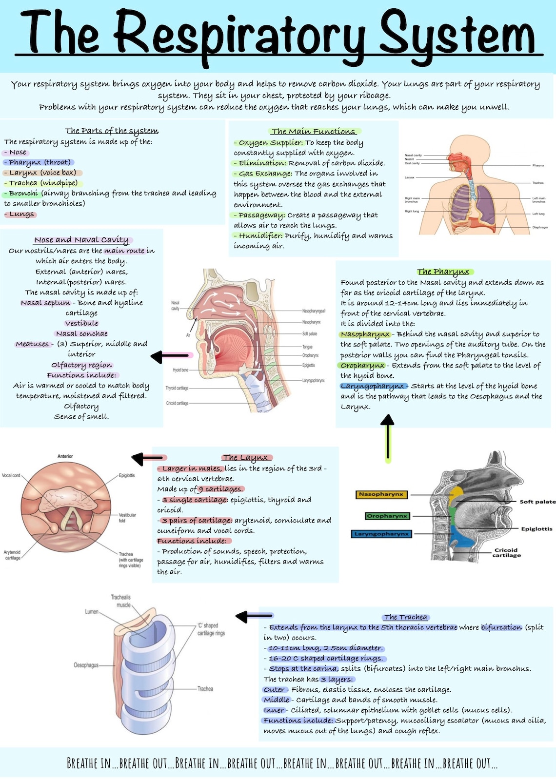 The Respiratory System- Study Guide - Etsy