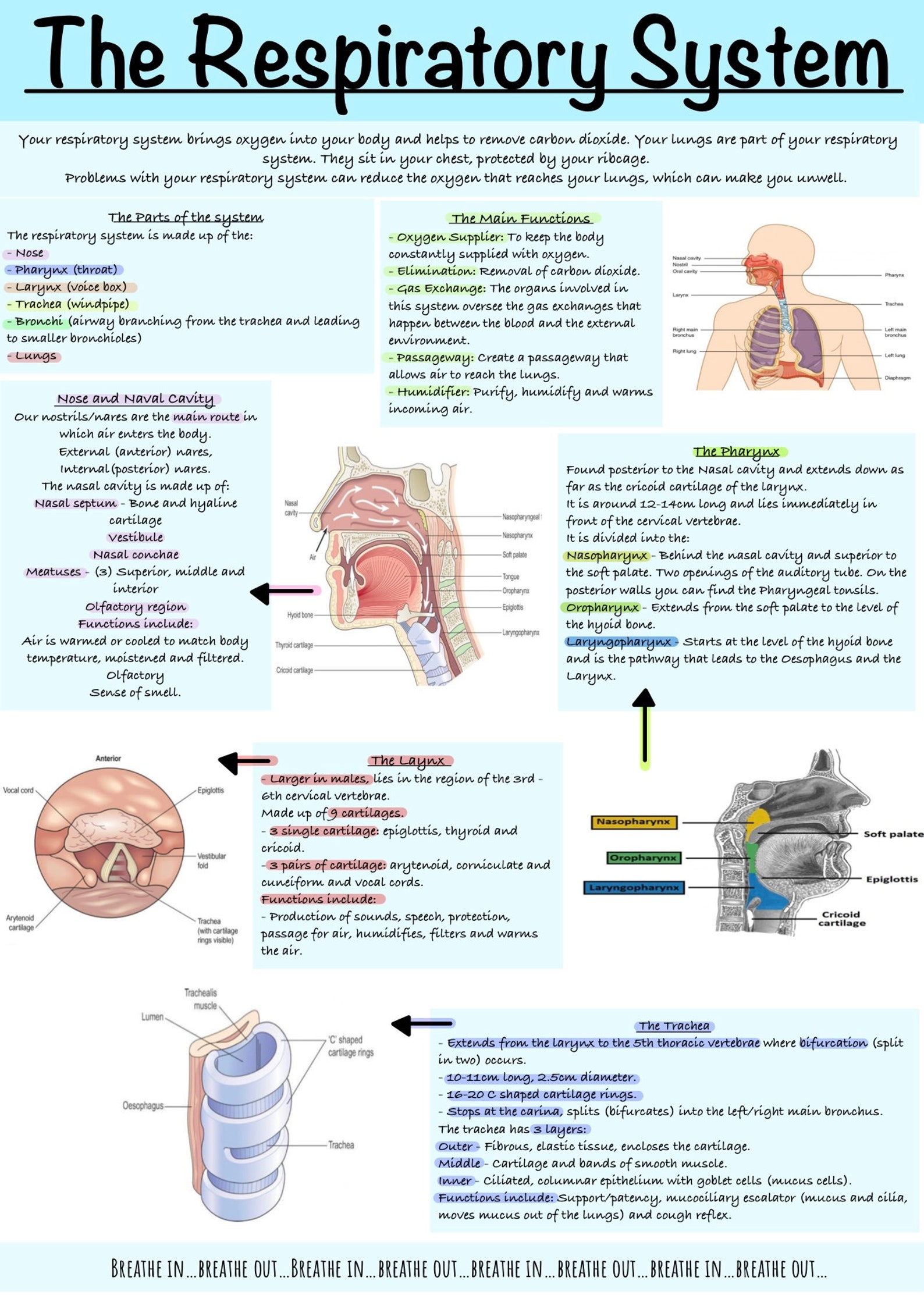 The Respiratory System- Study Guide - Etsy