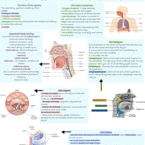 The Respiratory System- Study Guide - Etsy