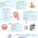 The Respiratory System- Study Guide - Etsy
