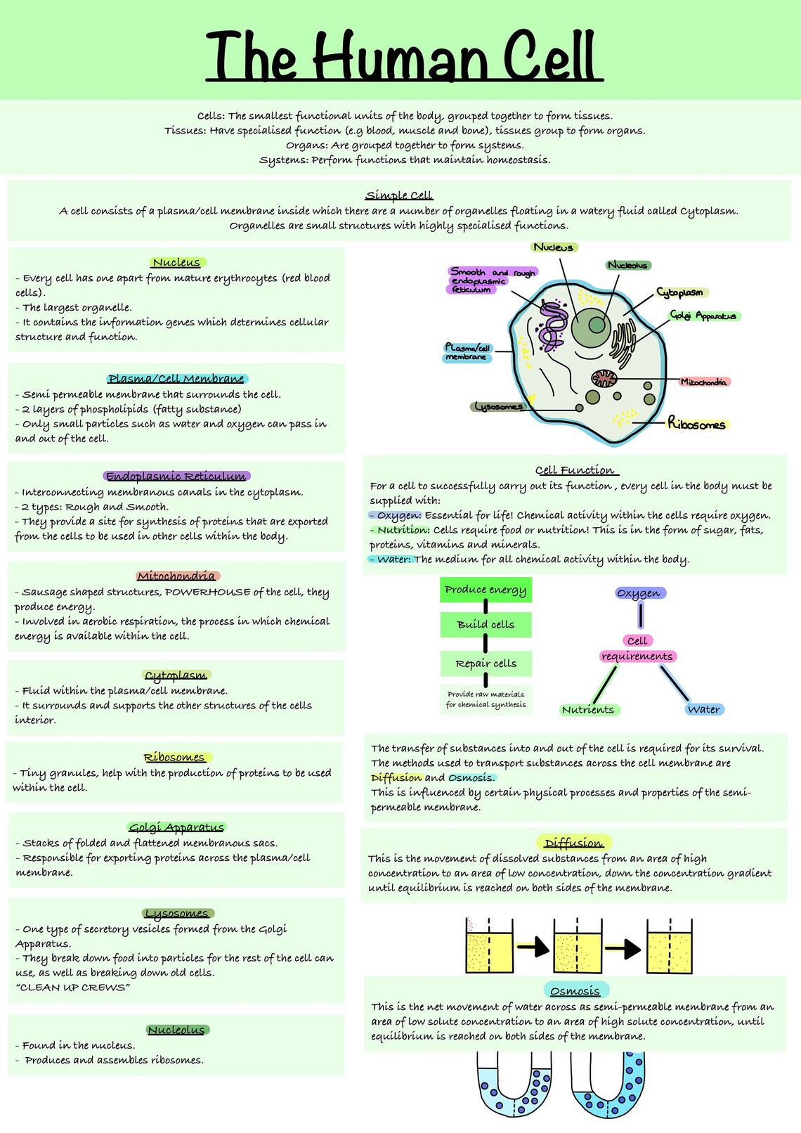 The Human Cell - Anatomy Guide - Etsy