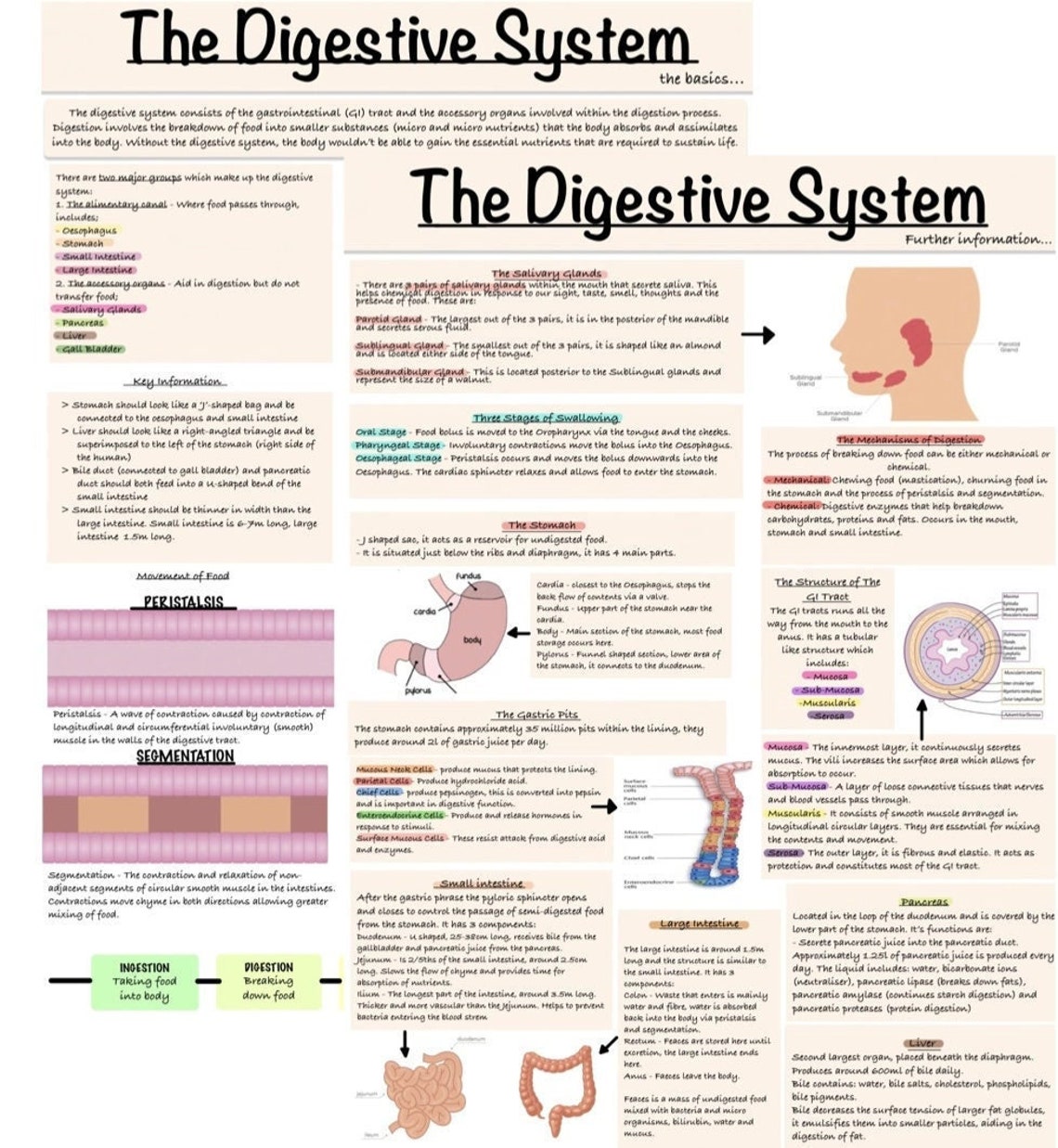 The Digestive System - Study Notes - Etsy