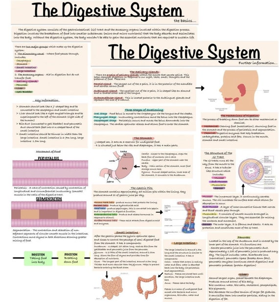 The Digestive System Study Notes - Etsy