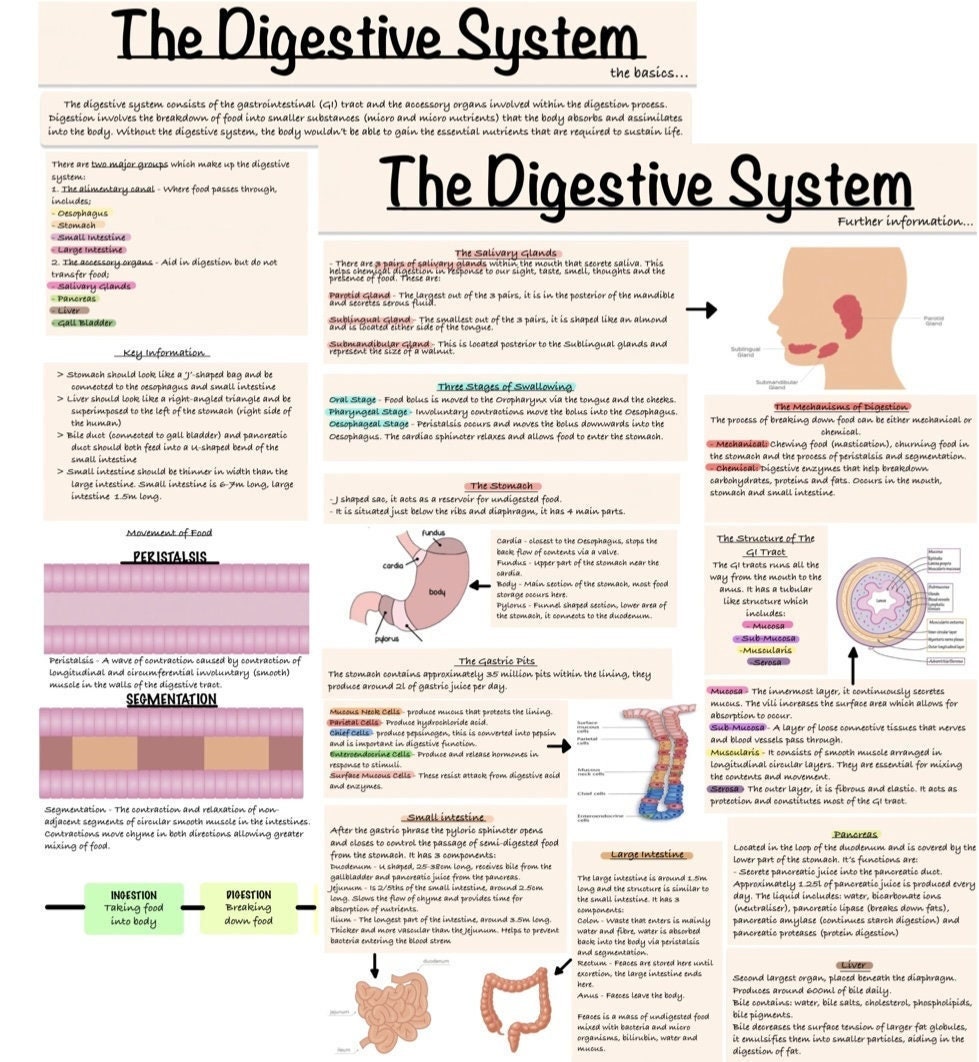 The Digestive System - Study Notes - Etsy
