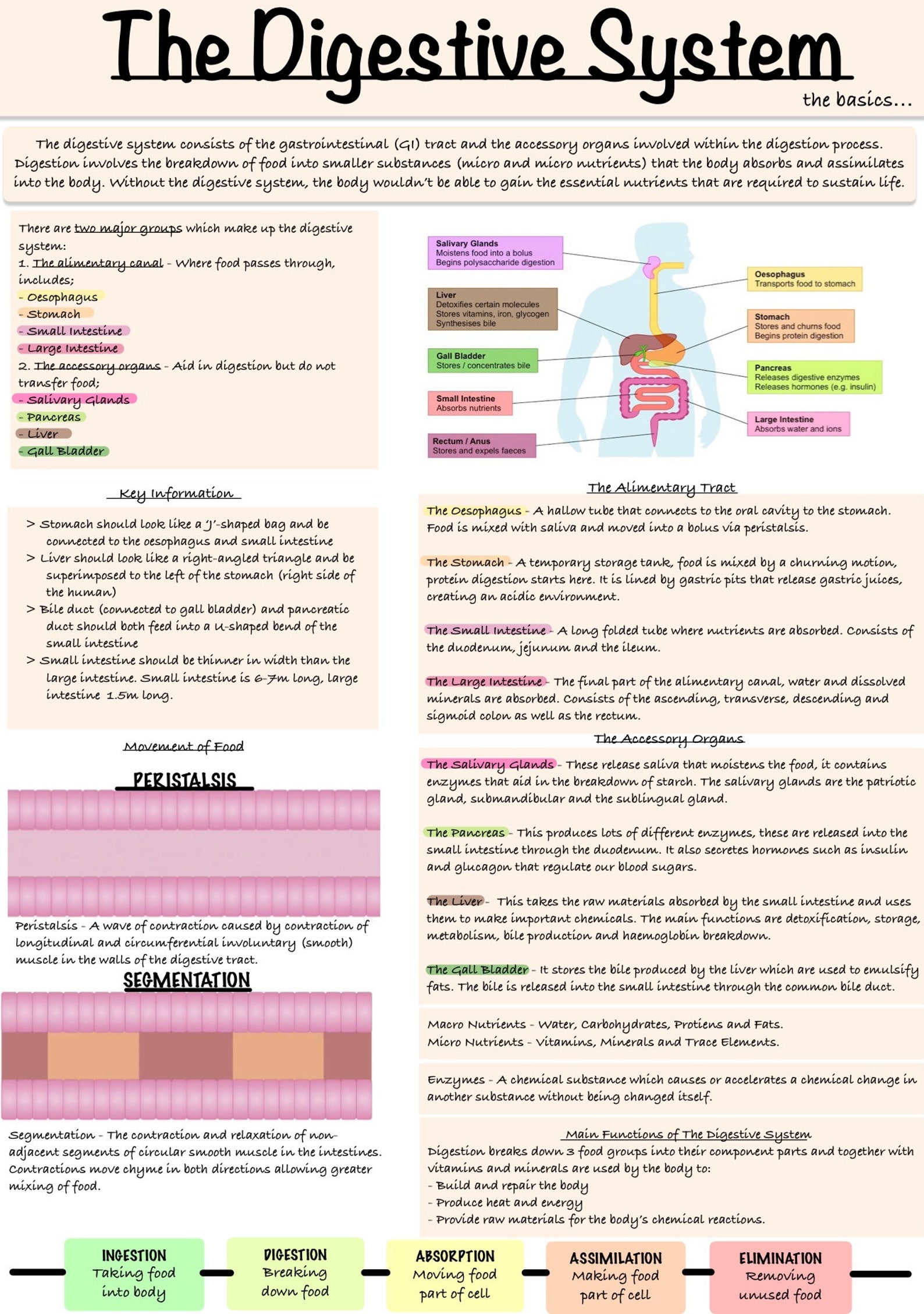 The Digestive System - Study Notes - Etsy
