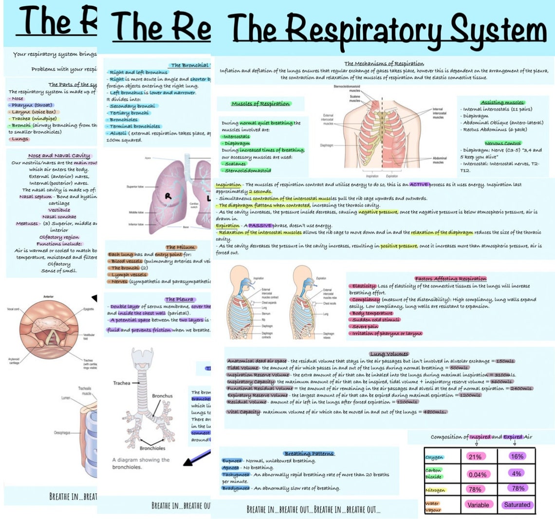 The Respiratory System- Study Guide - Etsy