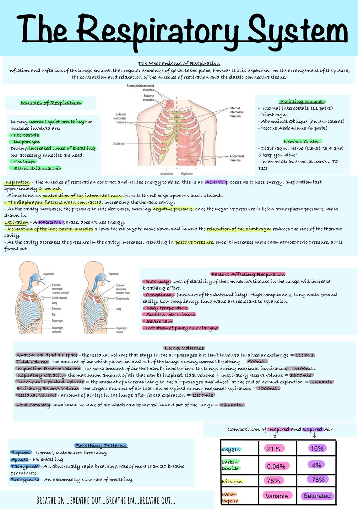 The Respiratory System- Study Guide - Etsy