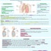 The Respiratory System- Study Guide - Etsy