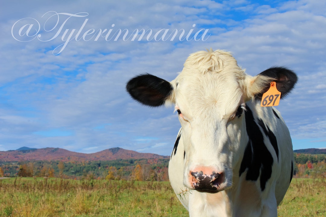 Vermont Cow Portrait, Fall in Stowe, VT Photograph, New England ...