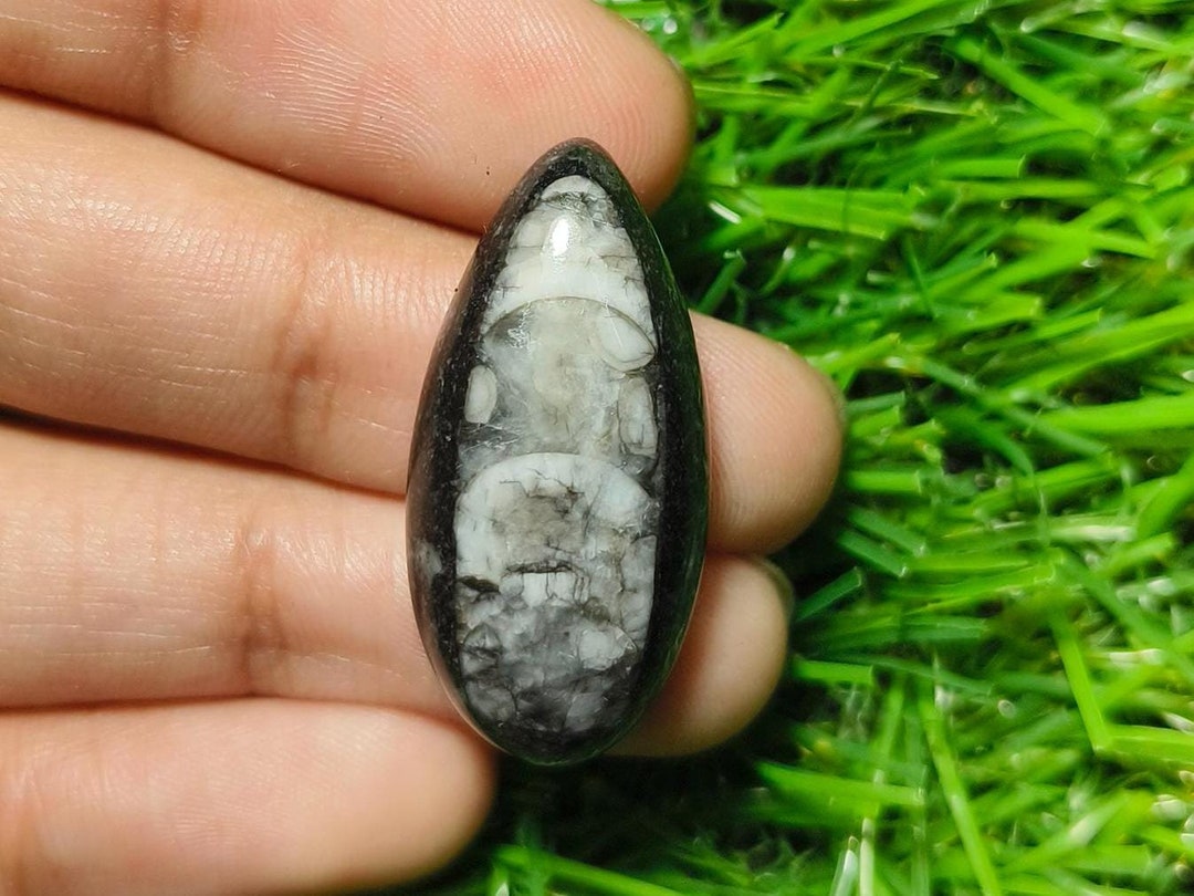 DESIGNER ~ Orthoceras Fossil Pear Shape Smooth Polish Loose Gemstone ...