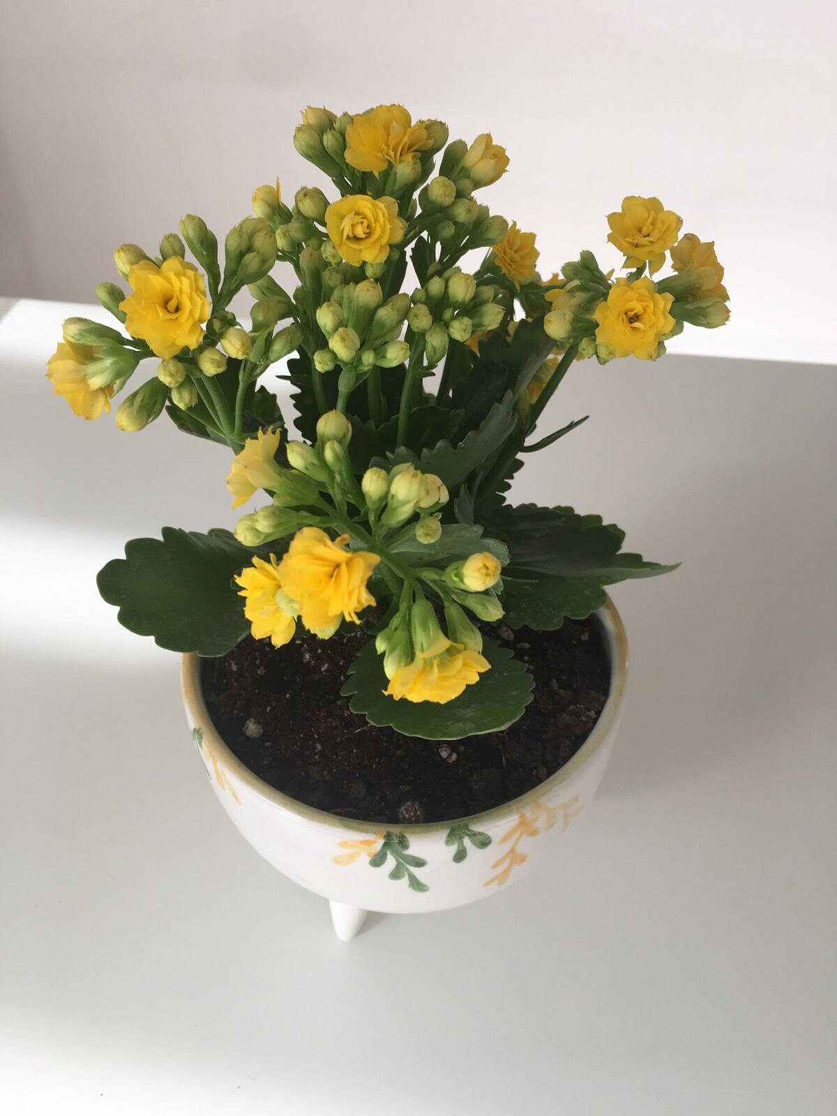 Hand Painted Ceramic Pot, Cute Ceramic Planter, Ceramic Flower Pot ...