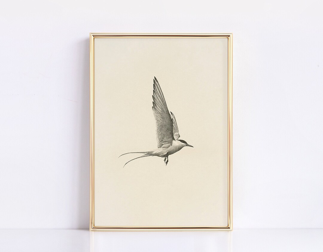 Vintage Bird Sketch Art | Antique PRINTABLE Art - Etsy