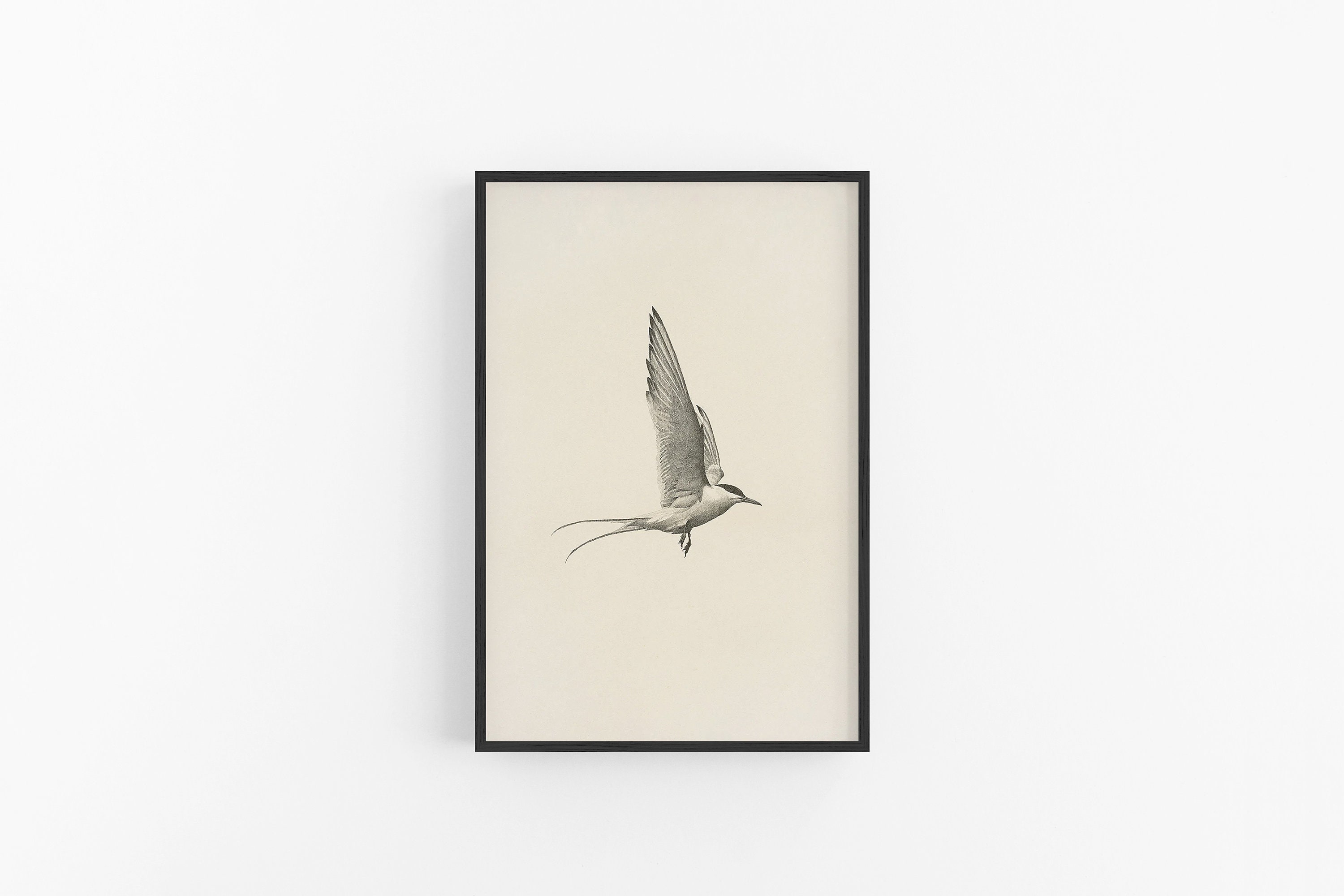 Vintage Bird Sketch Art | Antique PRINTABLE Art - Etsy