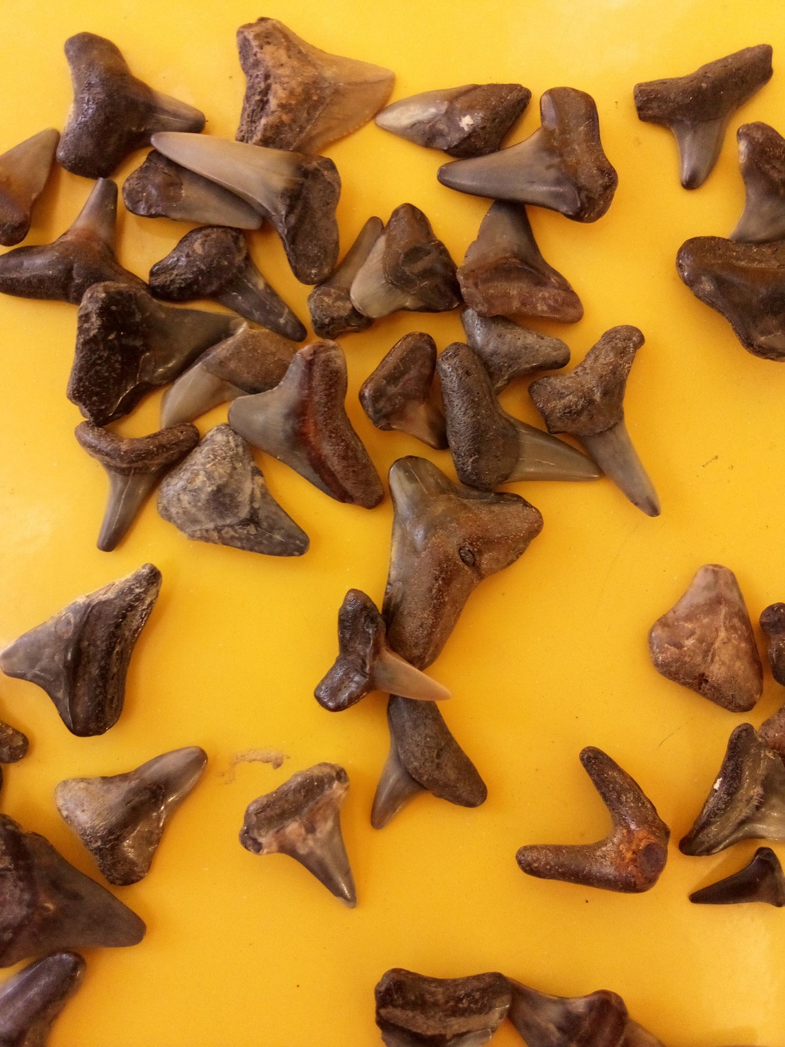 50 Count Shark Teeth. - Etsy