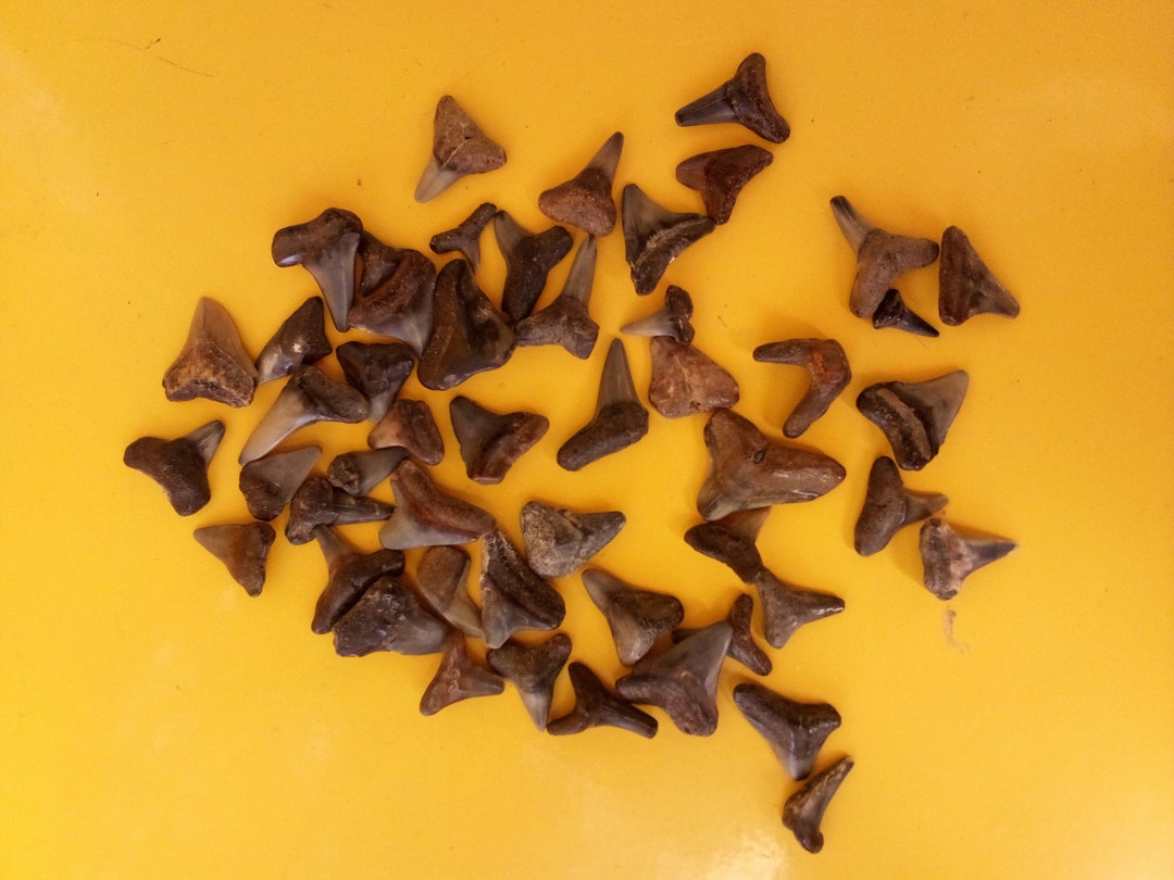 50- Count Shark Teeth. - Etsy