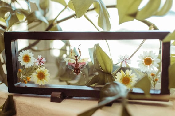 Praying Mantis Floating Frame - Etsy