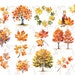 Watercolor Maple Clipart, Maple Leaves, Fall Png, Fall Graphics, Maple ...