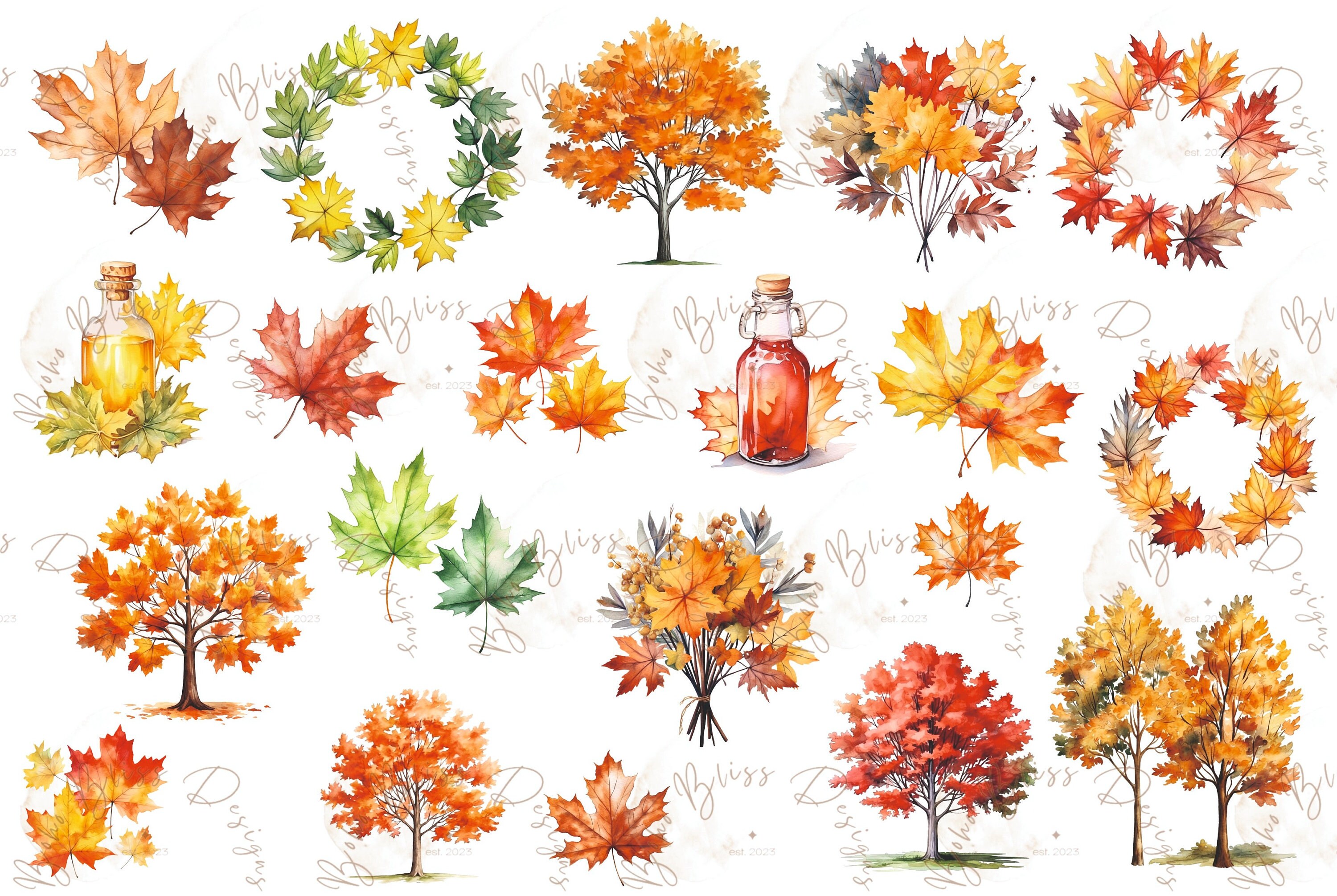 Watercolor Maple Clipart, Maple Leaves, Fall Png, Fall Graphics, Maple ...