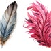 Birds Feathers Clipart,colorful Feathers,feather PNG Clipart ...