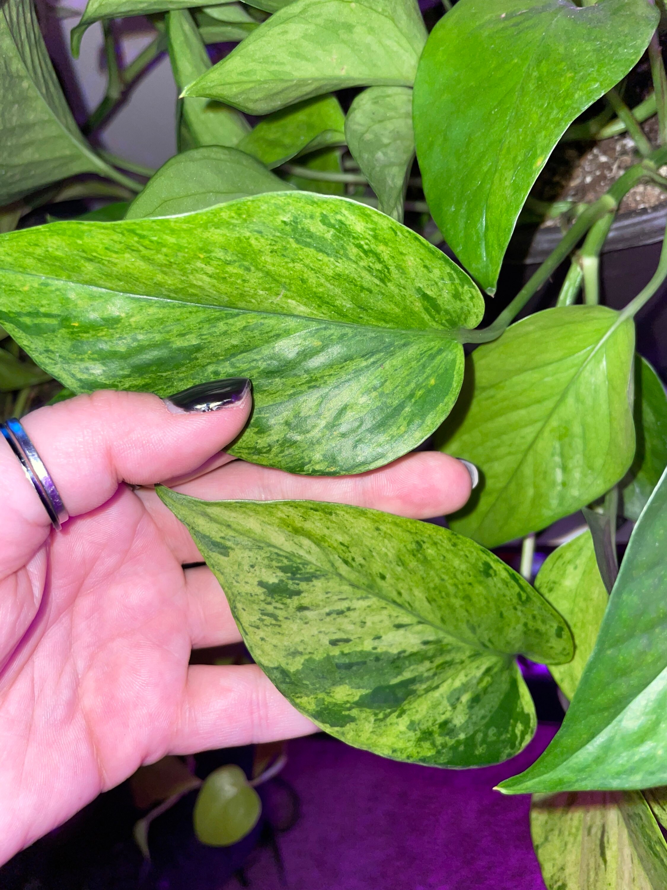 Jessenia Pothos - Etsy