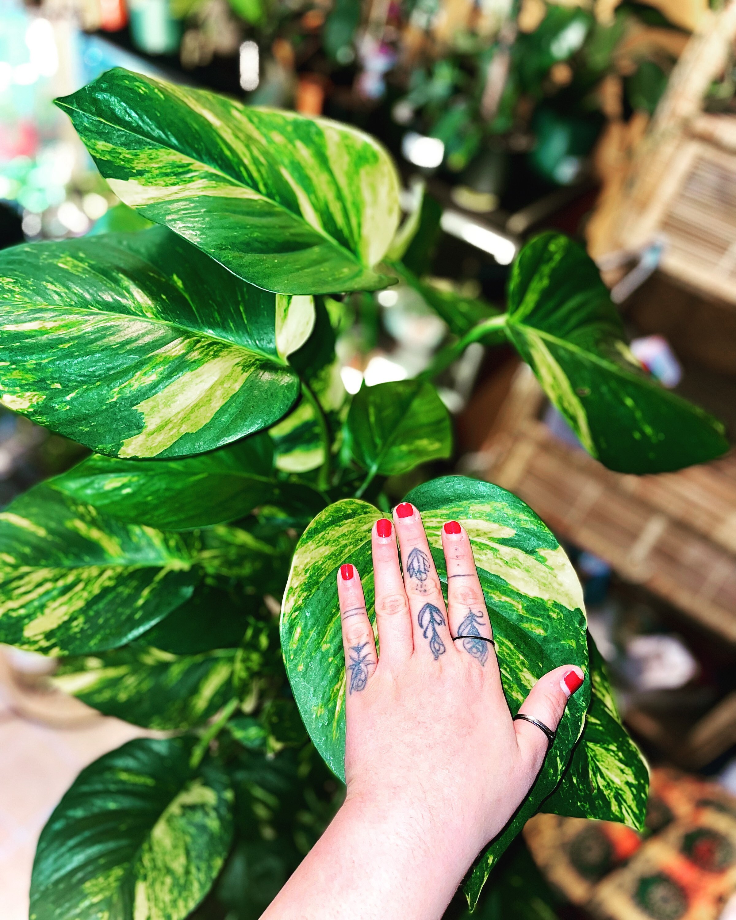 Giant Golden Hawaiian Pothos - Etsy