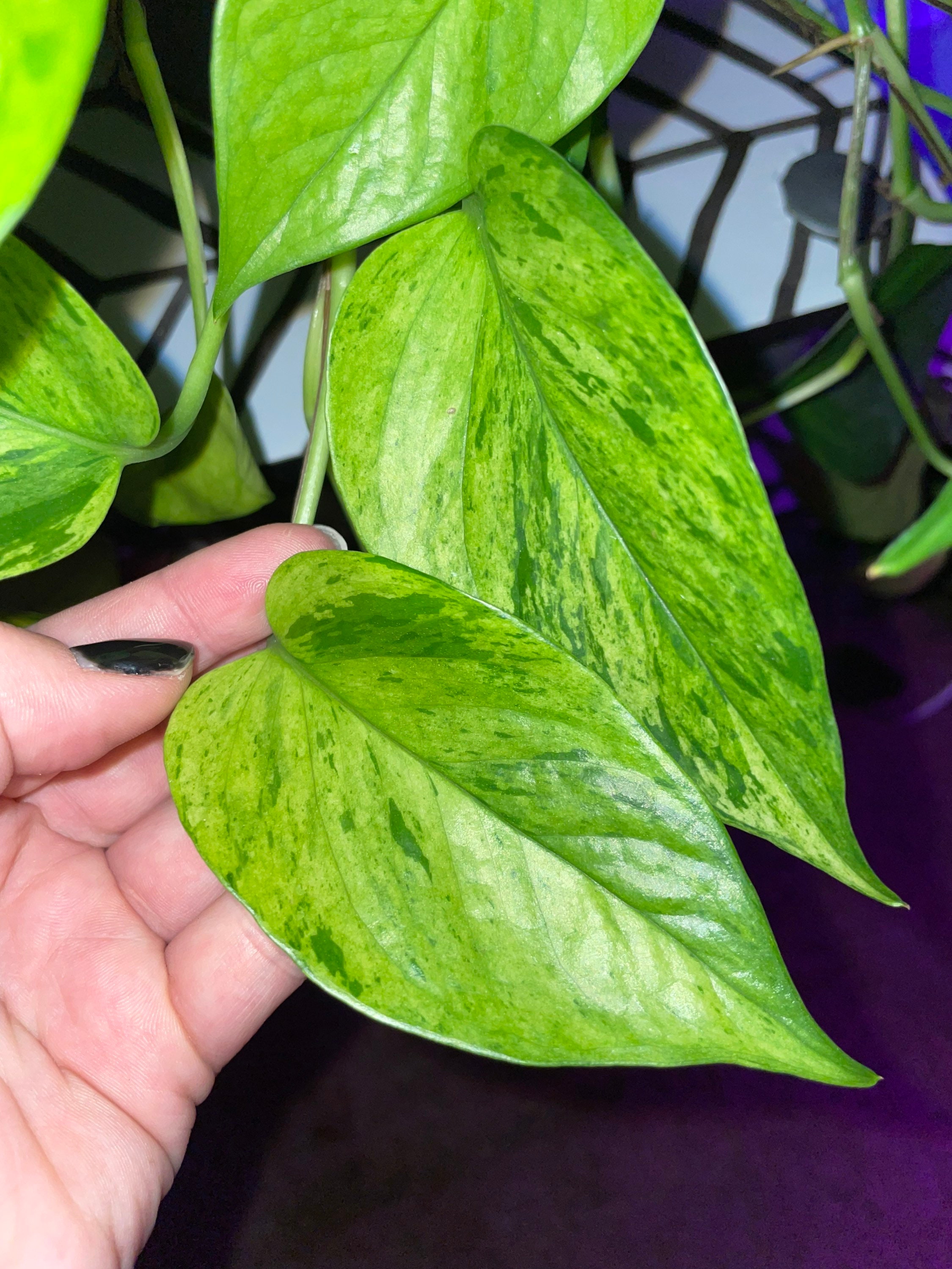Jessenia Pothos - Etsy