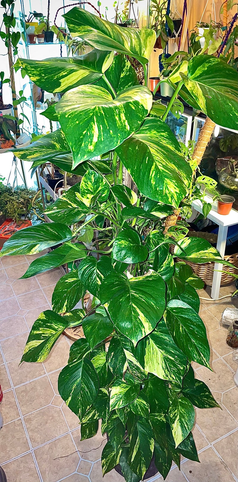 Giant Golden Hawaiian Pothos - Etsy
