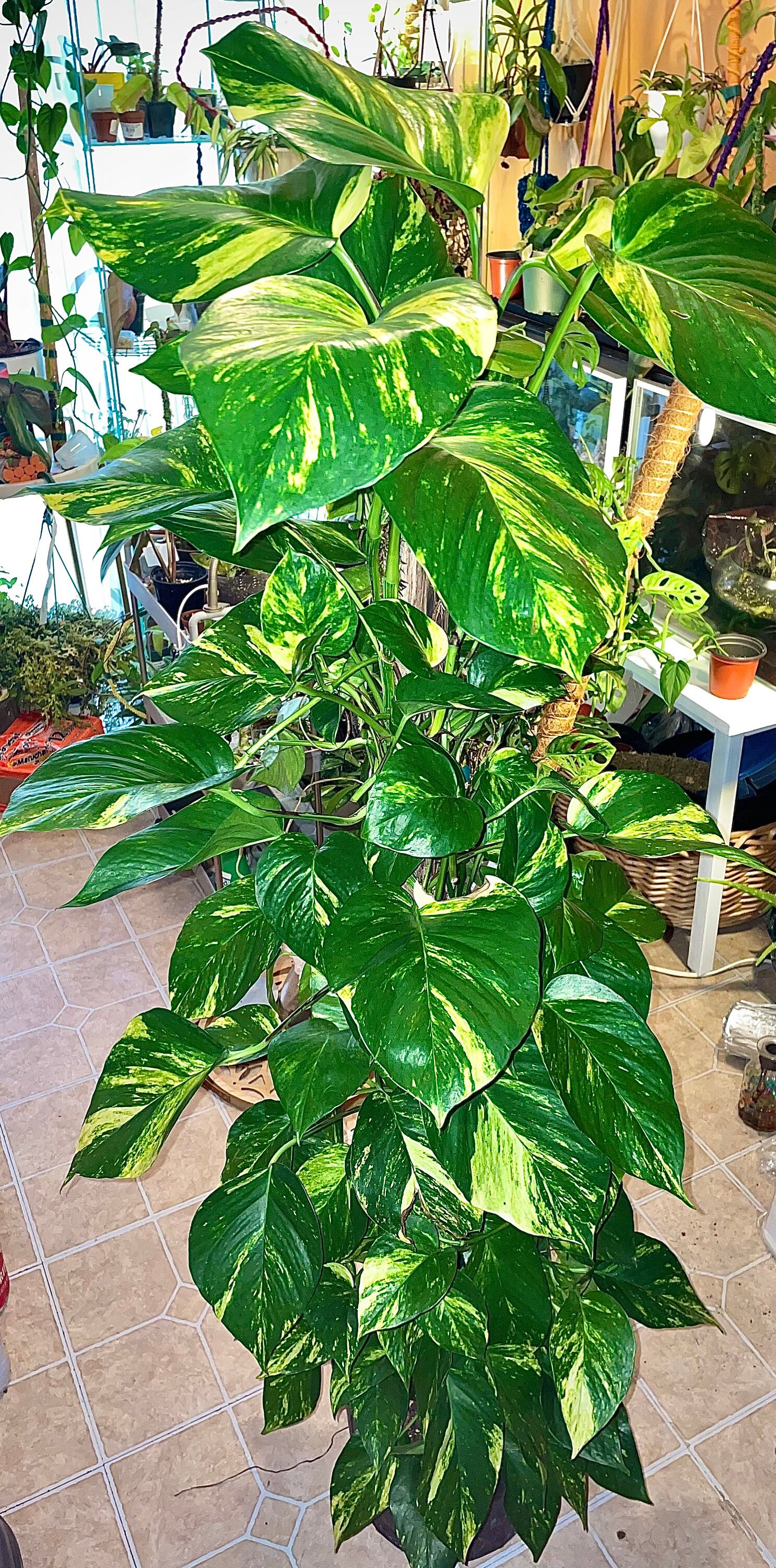 Giant Golden Hawaiian Pothos - Etsy