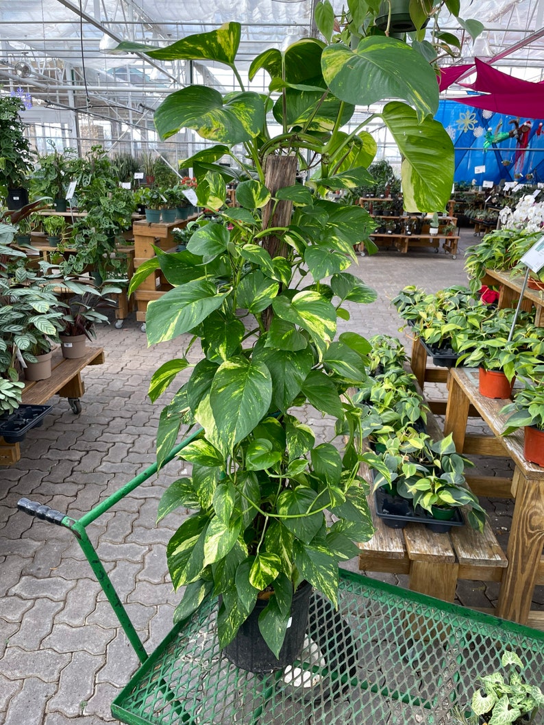 Giant Golden Hawaiian Pothos - Etsy