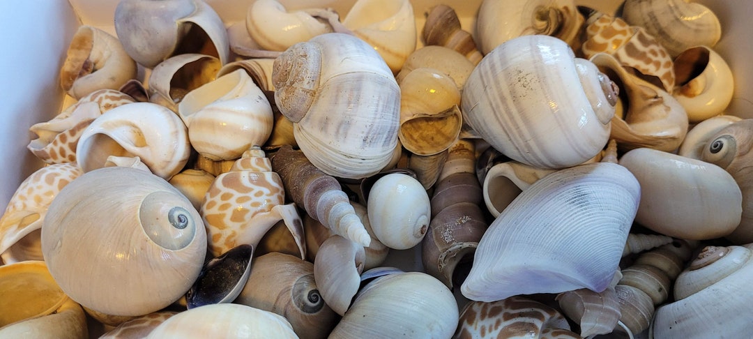 Shells | Crafting Shells | Nautical Décor | Oceanside | 1 Lb of Shells ...