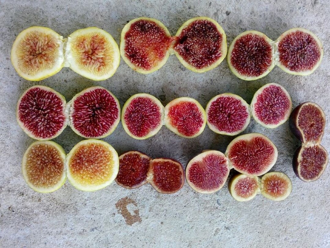Fig Seeds ficus Carica 8 Variety 800 Seeds - Etsy Canada