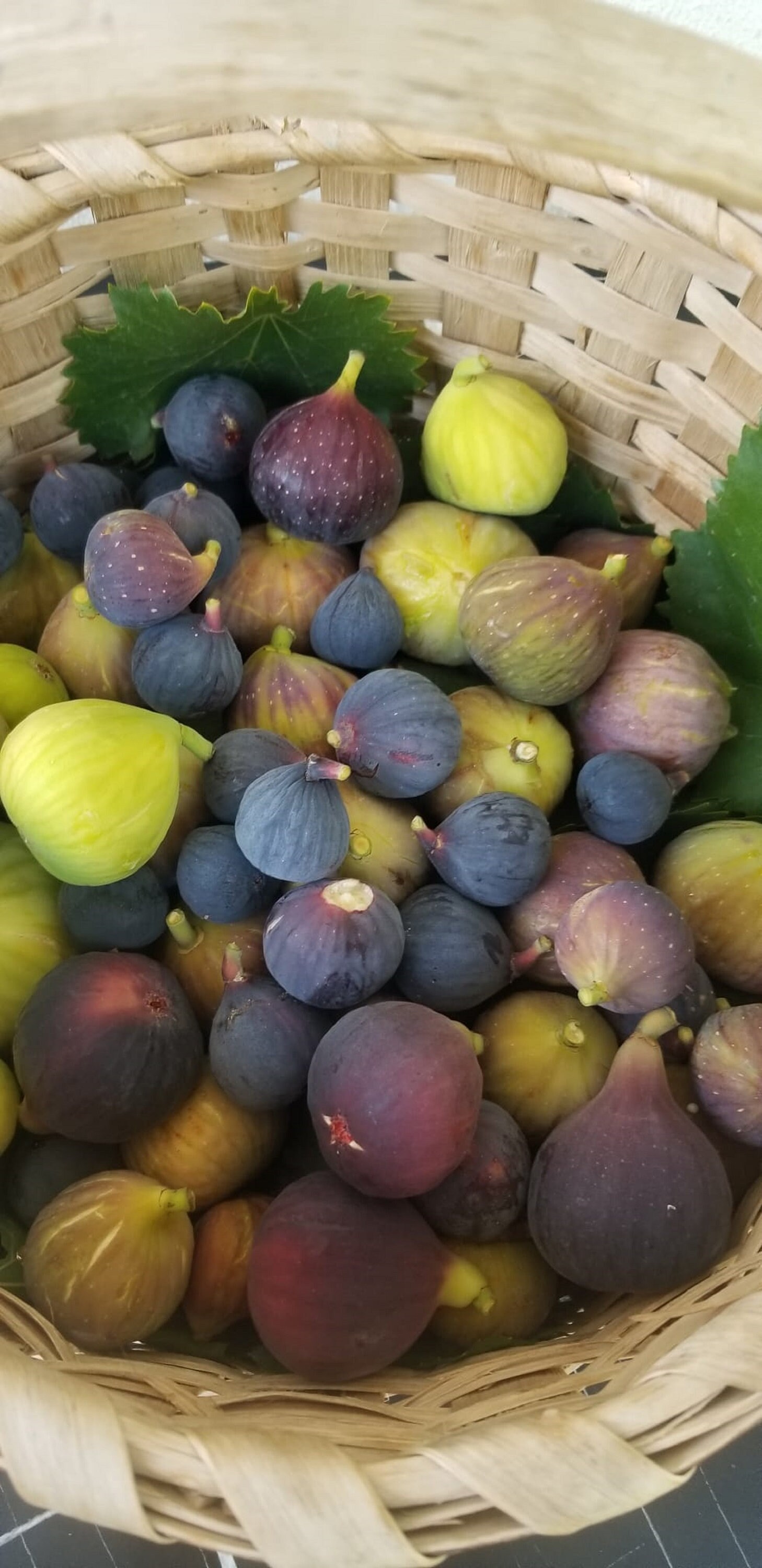 Fig Seeds ficus Carica 8 Variety 800 Seeds - Etsy Canada